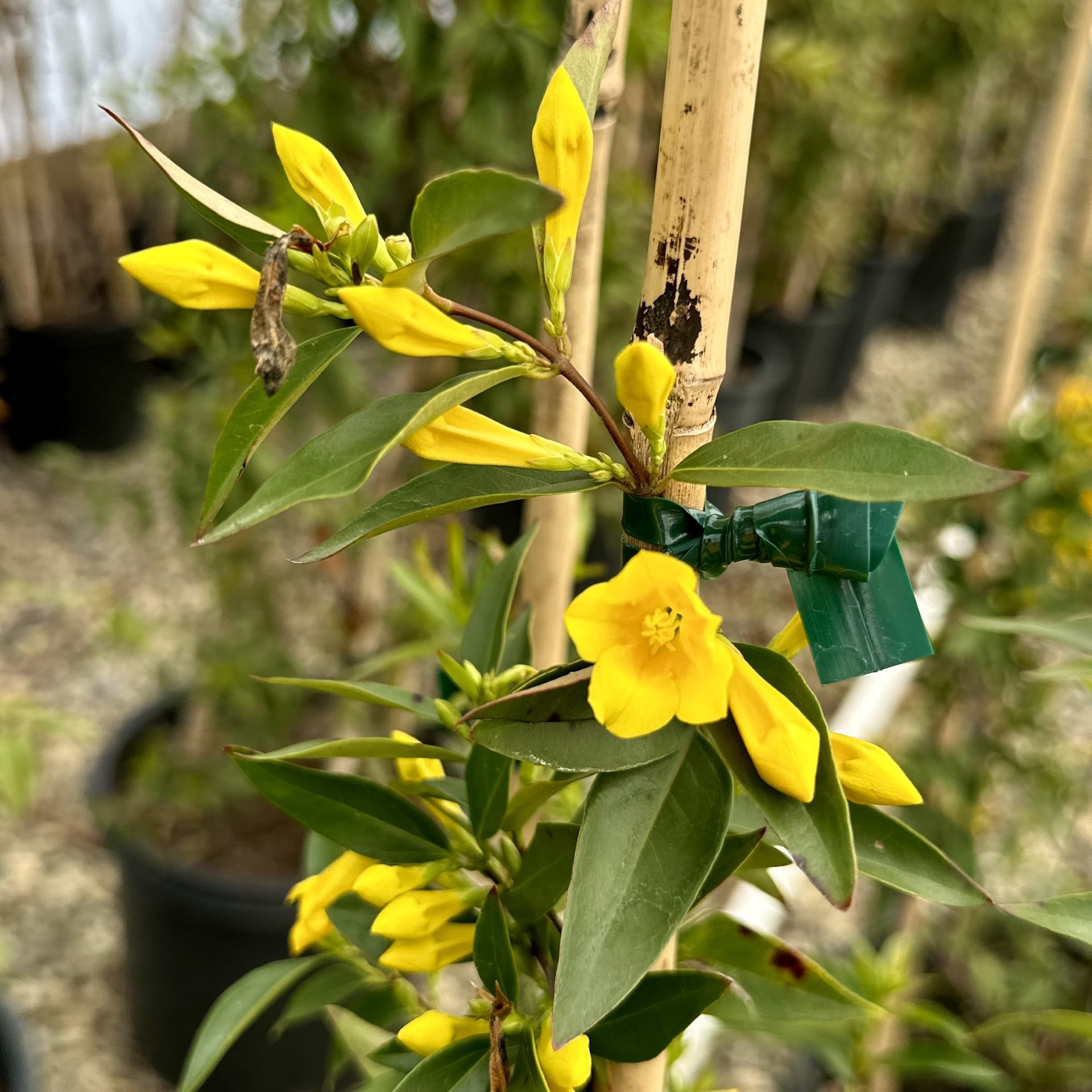 Gelsemium sempervirens | Piedmont Carolina Nursery