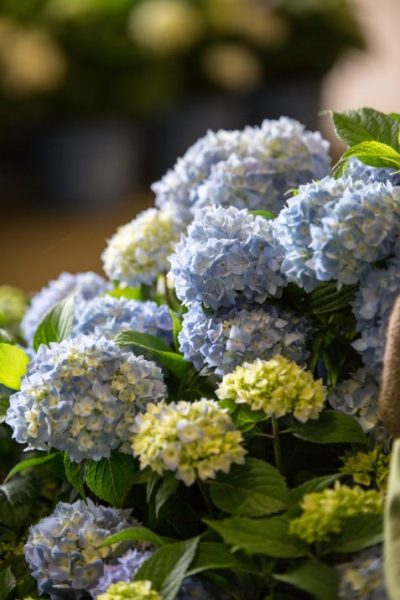 Hydrangea macrophylla ‘Bailmer’ PP15298 Endless Summer®The Original ...