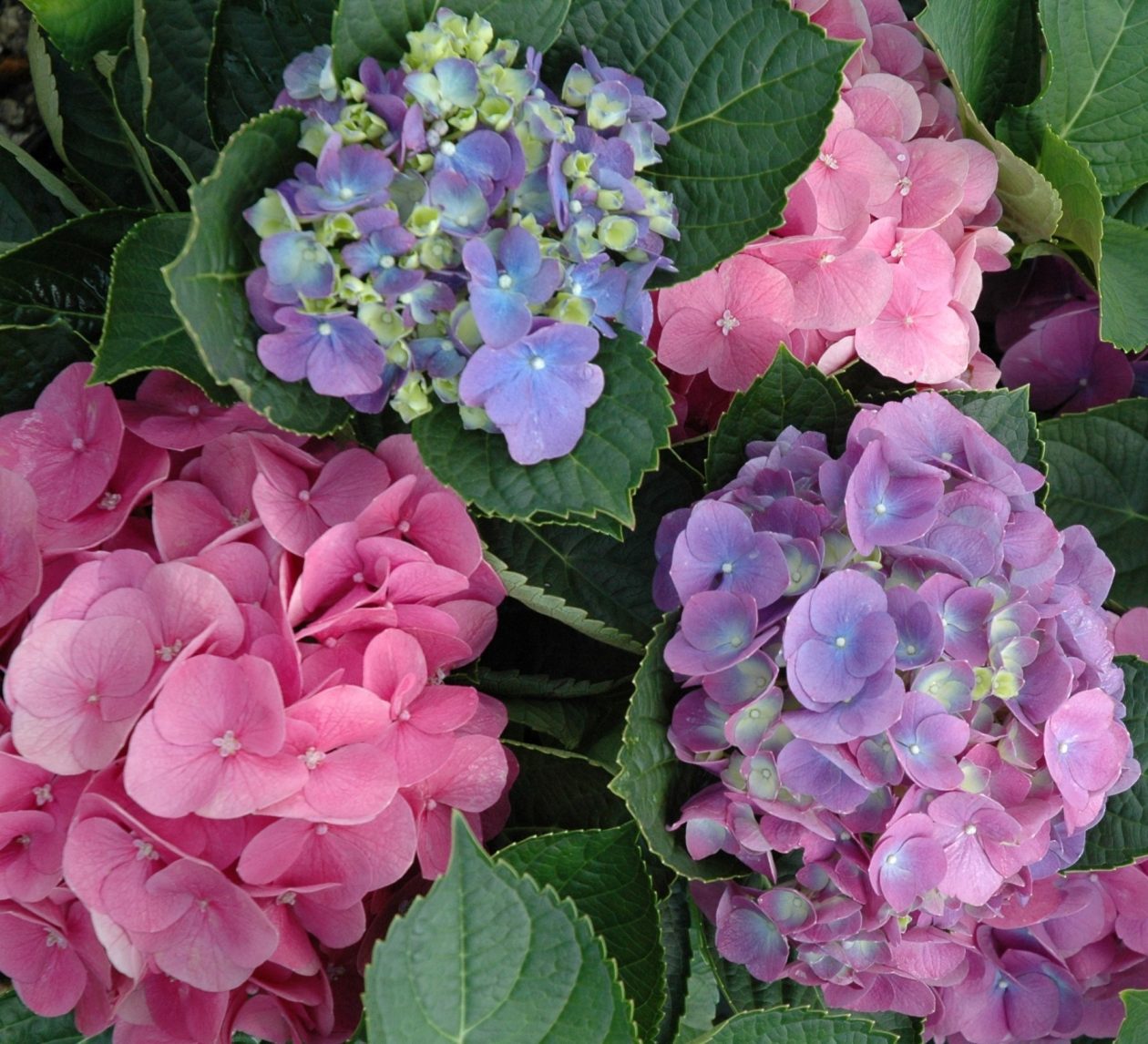 Hydrangea macrophylla ‘Lindsey Ann’ LA Dreamin’® PP26249 | Piedmont ...