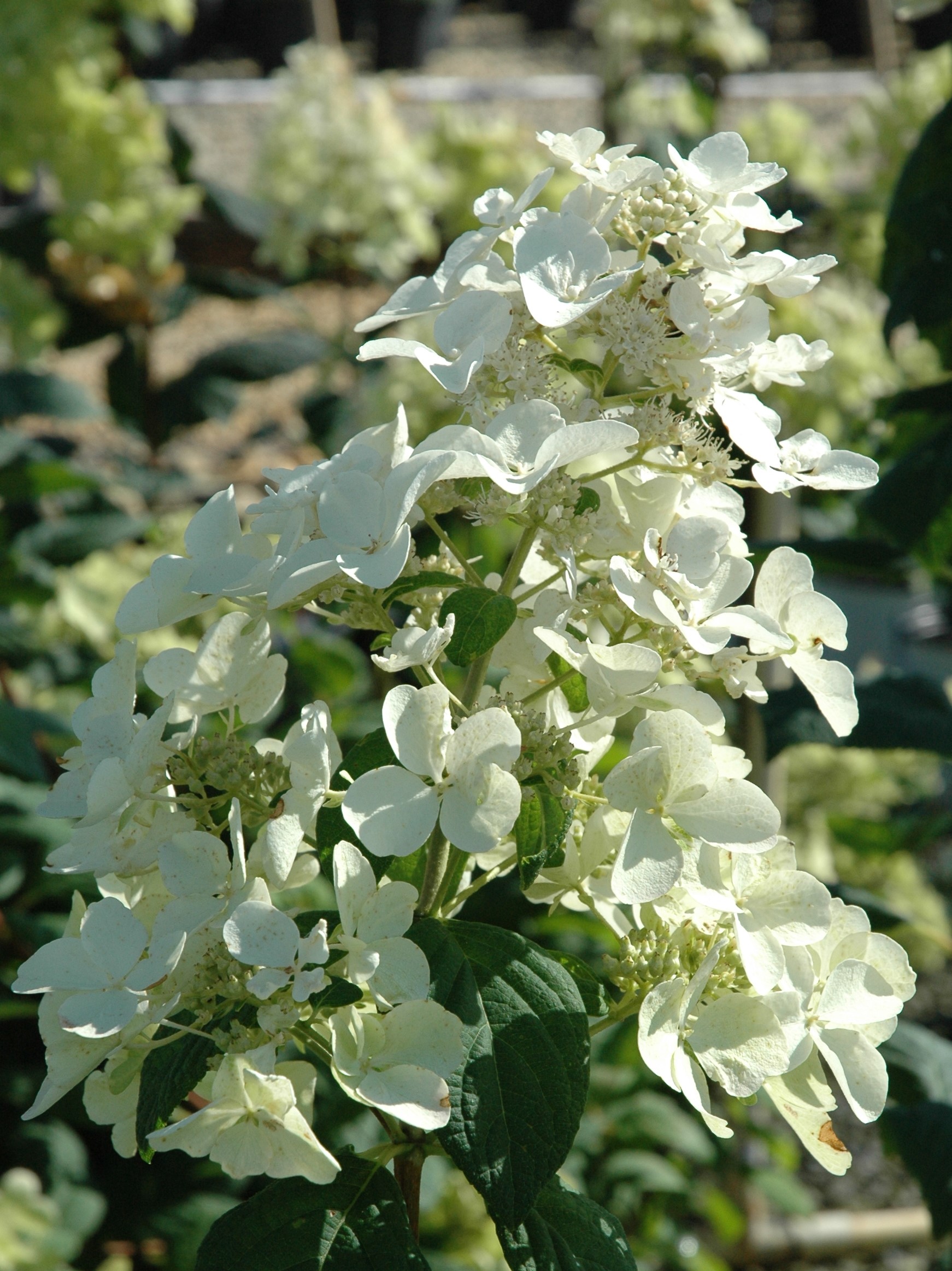 Hydrangea – Piedmont Carolina