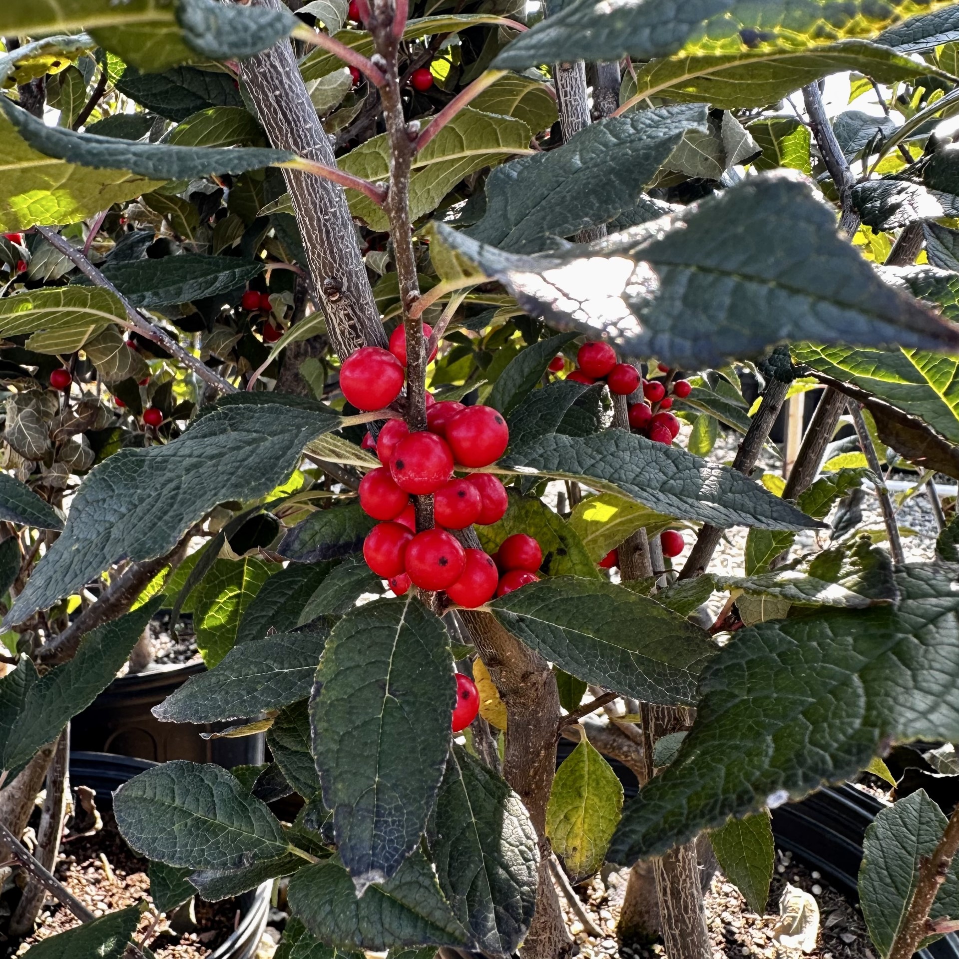 Ilex verticillata ‘Winter Red’ | Piedmont Carolina Nursery