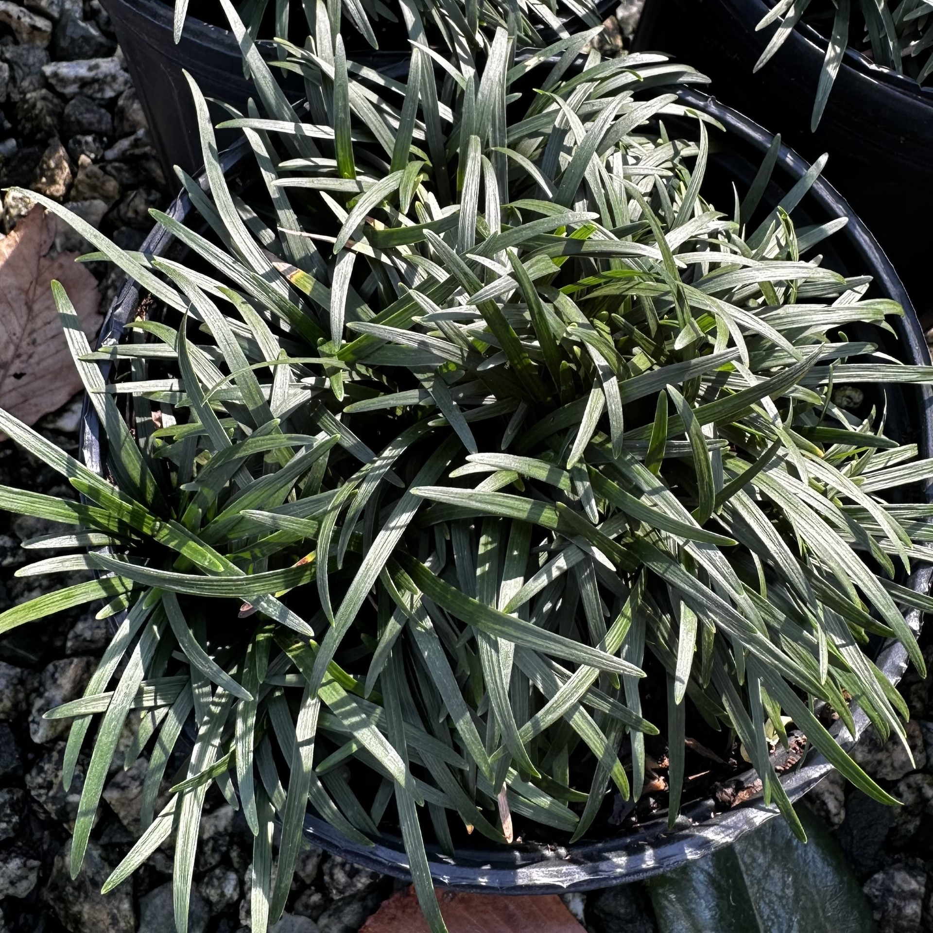 Ophiopogon Japonicus ‘nana Piedmont Carolina Nursery