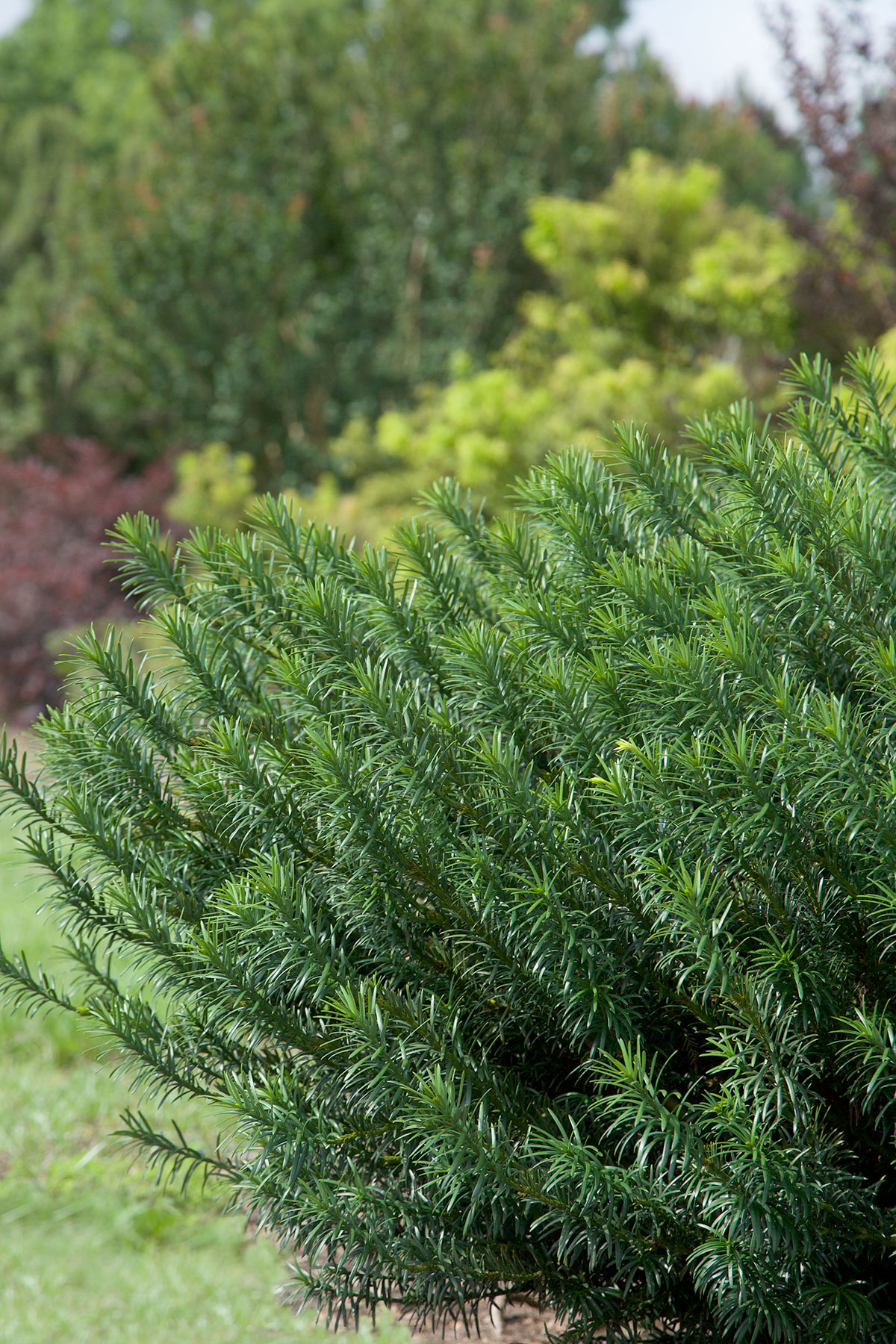 Cephalotaxus harringtonia ‘Plania’ Yewtopia® | Piedmont Carolina Nursery