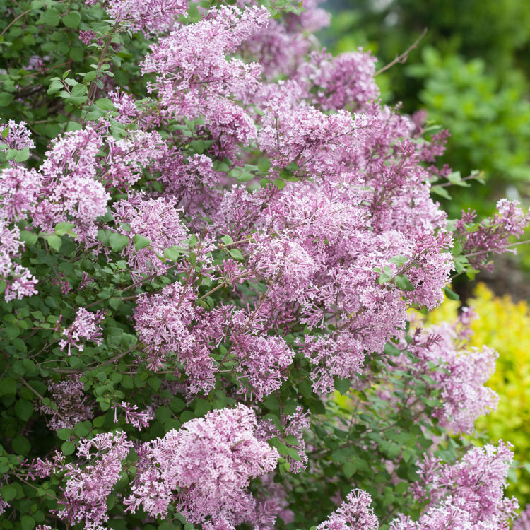 Syringa x ‘Penda’ PP20575 Bloomerang® | Piedmont Carolina Nursery