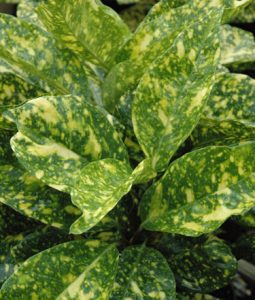 Aucuba japonica ‘Marmorata’ – Piedmont Carolina