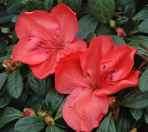 Rhododendron ‘Conlec’ pp10580 Encore® Azalea Autumn Royalty® – Piedmont ...