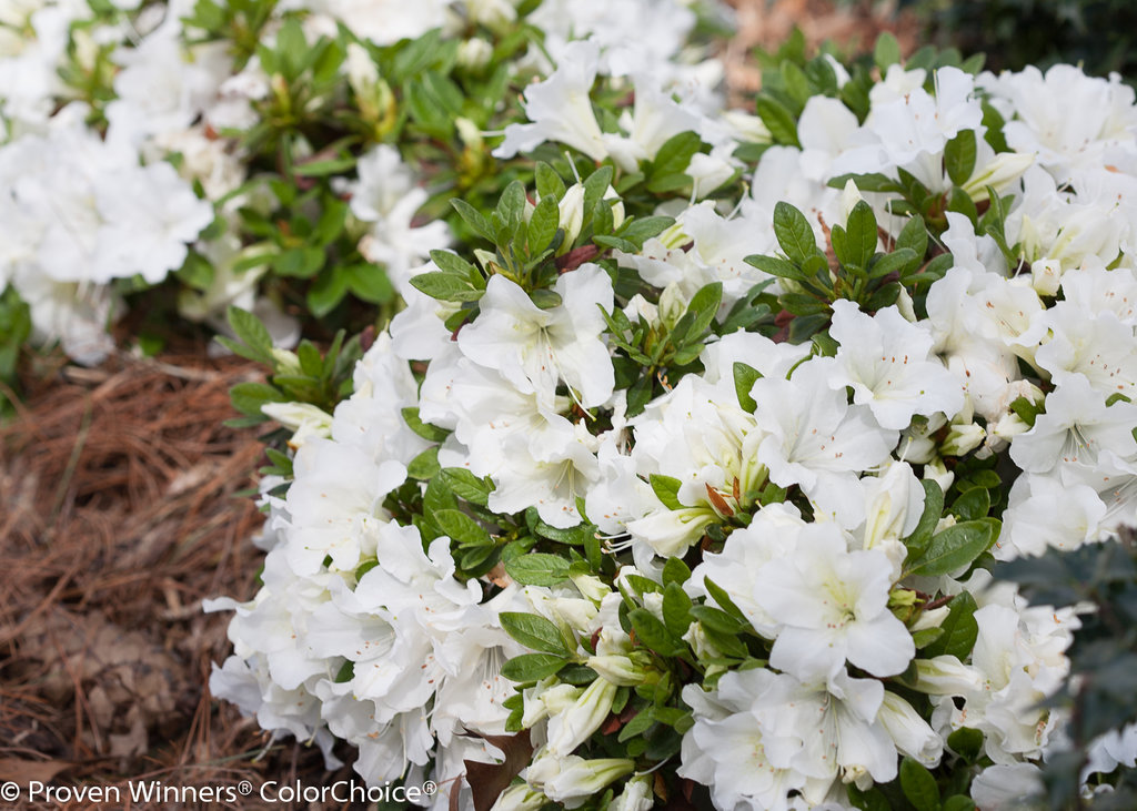 Azalea hybrida ‘RLH13P3’ Bloom-A-Thon® White – Piedmont Carolina