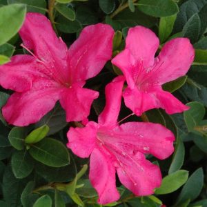 Azalea hybrida ‘Gumpo Pink’ – Piedmont Carolina
