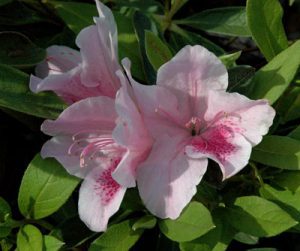 Rhododendron ‘Conlec’ pp10580 Encore® Azalea Autumn Royalty® – Piedmont ...