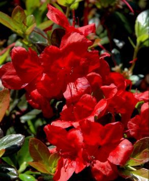 Azalea hybrida ‘Midnight Flare’ – Piedmont Carolina