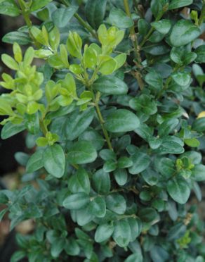 Buxus Sempervirens ‘Dee Runk’ – Piedmont Carolina