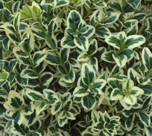 Buxus sempervirens ‘Variegata’ – Piedmont Carolina