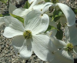 Cornus floria ‘Cherokee Princess’ – Piedmont Carolina
