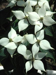 Cornus kousa ‘Greensleeves’ – Piedmont Carolina