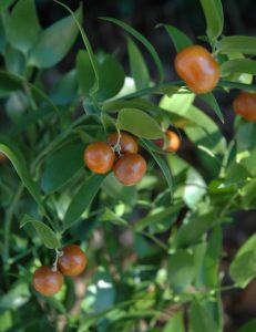 Danae racemosa – Piedmont Carolina