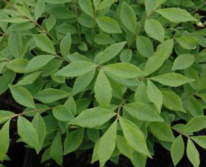 Euonymus alatus ‘Little Moses’ | Piedmont Carolina