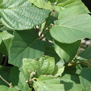 Cercis canadensis ‘RNI-RCC3’ Midnight Express™ PP34213 | Piedmont Carolina