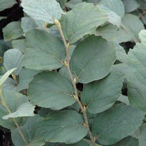 Cercis canadensis ‘RNI-RCC3’ Midnight Express™ PP34213 – Piedmont Carolina