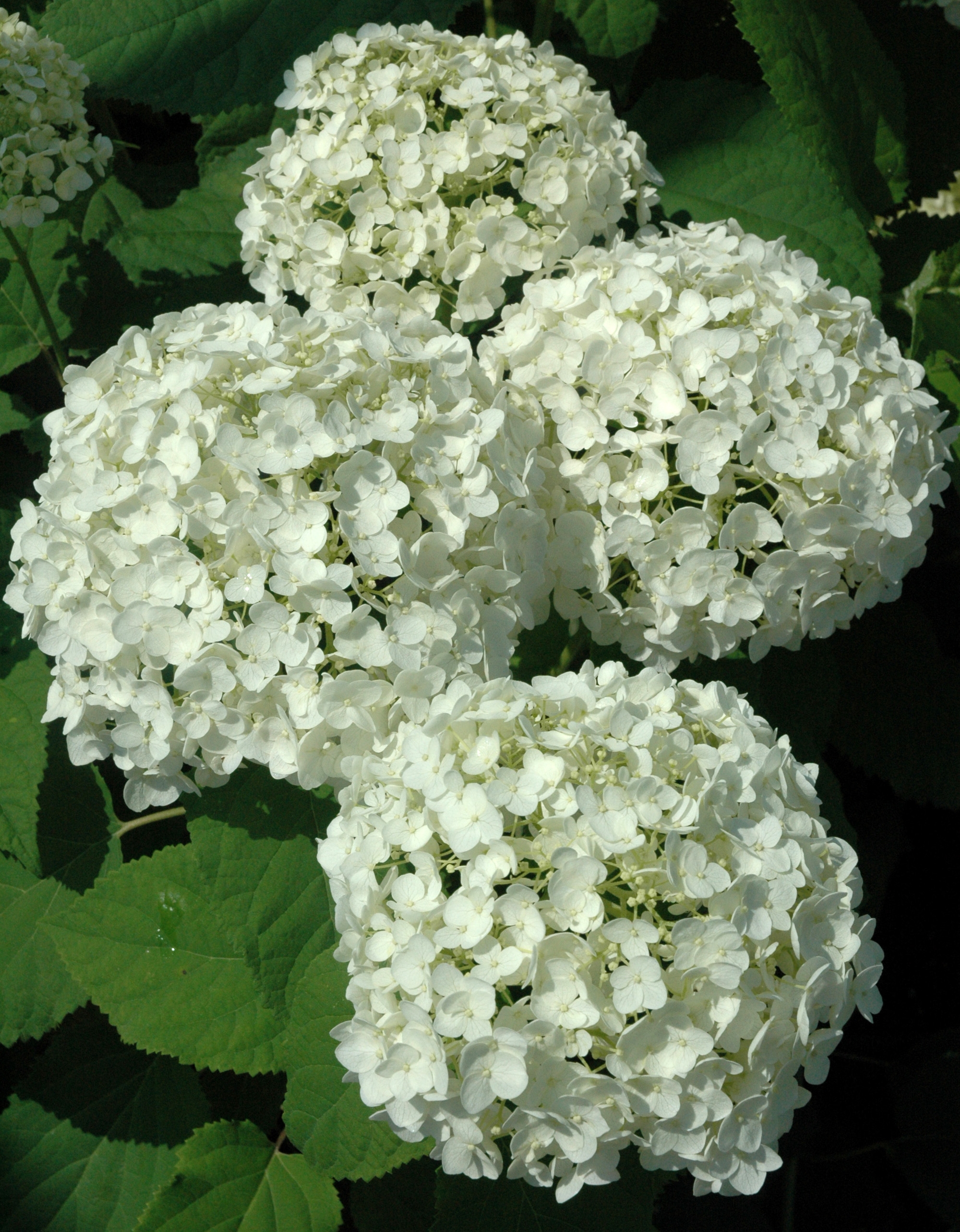 Hydrangea arborescens ‘Annabelle’ – Piedmont Carolina