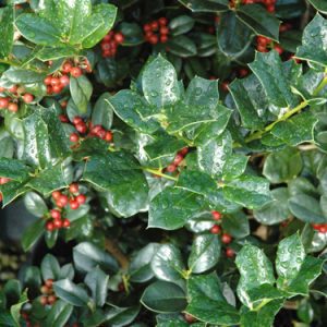 Ilex vomitoria ‘Schillings’ – Piedmont Carolina