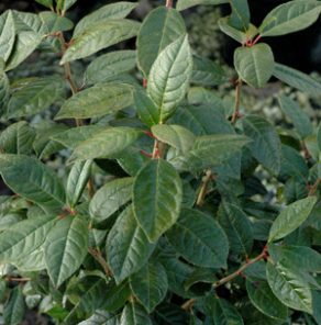 Ilex verticillata ‘Jim Dandy’ – Piedmont Carolina