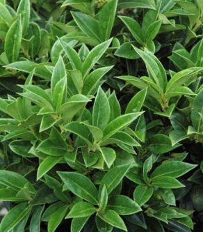 Sarcococca humilis ‘Fragrant Valley’ – Piedmont Carolina