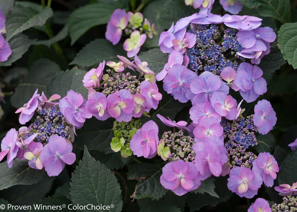 Hydrangea macrophylla ‘Dancing Snow’ Double Delights™ Wedding Gown ...