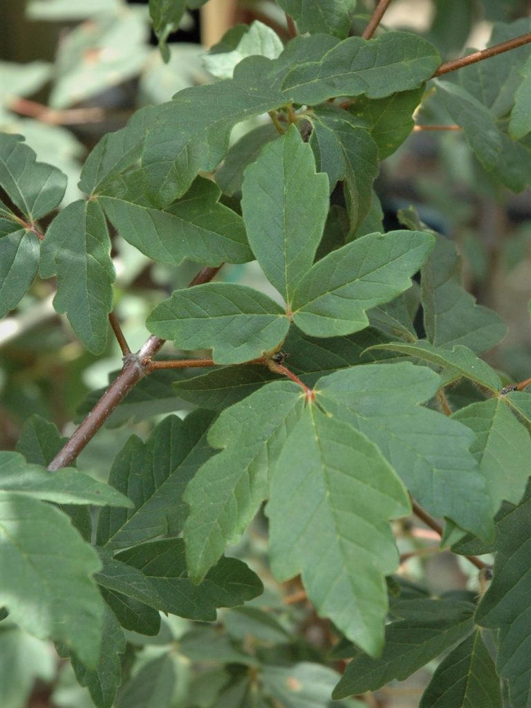 Acer griseum – Piedmont Carolina