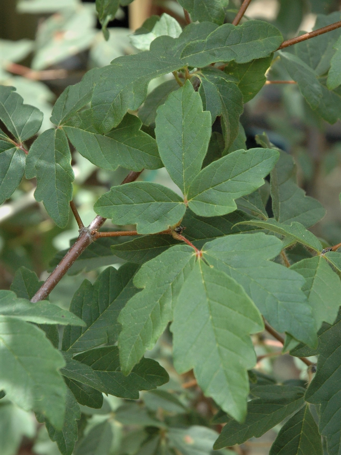 Acer palmatum – Piedmont Carolina