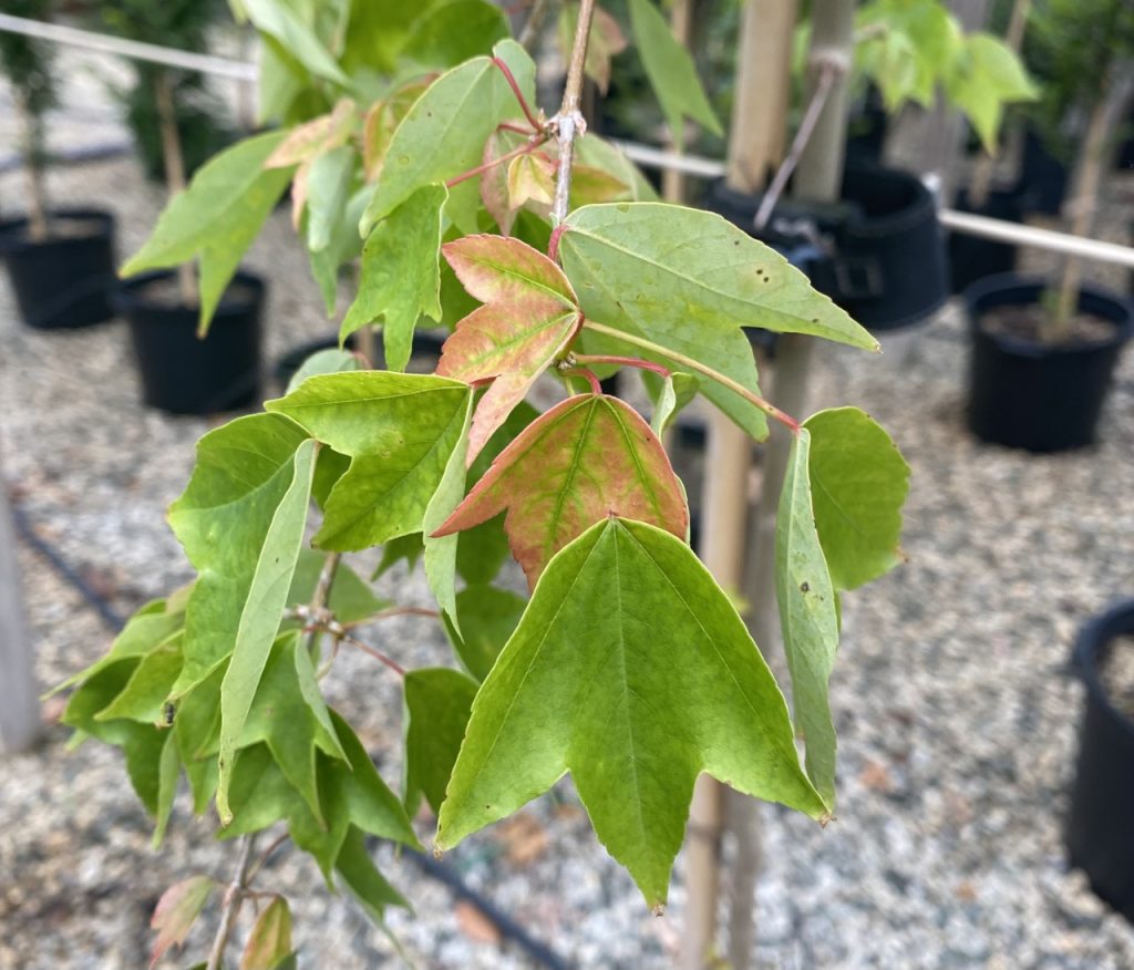 Acer saccharum ‘JFS-Caddo2’ pp23361 Flashfire® – Piedmont Carolina