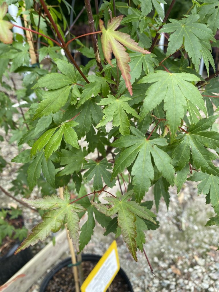 Acer palmatum | Piedmont Carolina Nursery