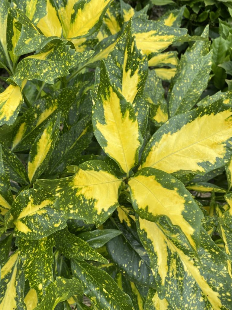 Aucuba japonica ‘Picturata’ – Piedmont Carolina