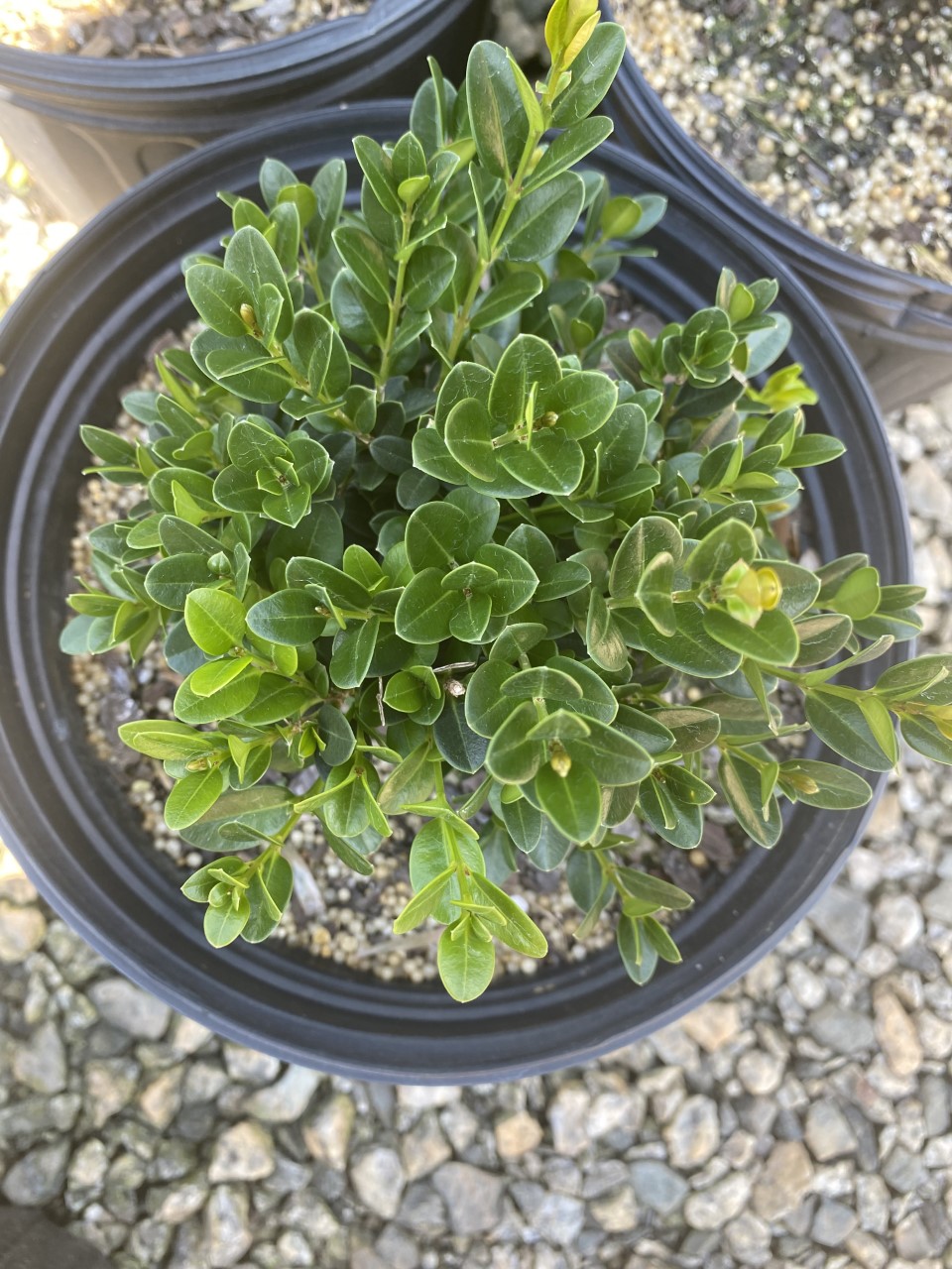 Buxus microphylla ‘Little Missy’ PP24703 | Piedmont Carolina Nursery