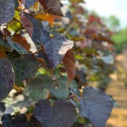 Cercis canadensis ‘RNI-RCC3’ Midnight Express™ PP34213 | Piedmont Carolina