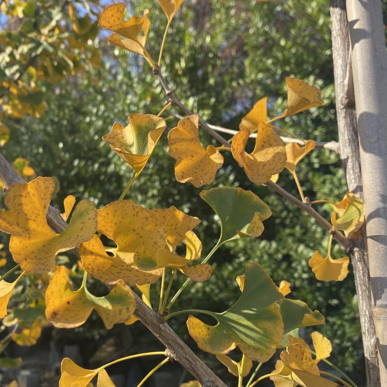 Ginkgo biloba ‘Princeton Sentry®’ | Piedmont Carolina Nursery