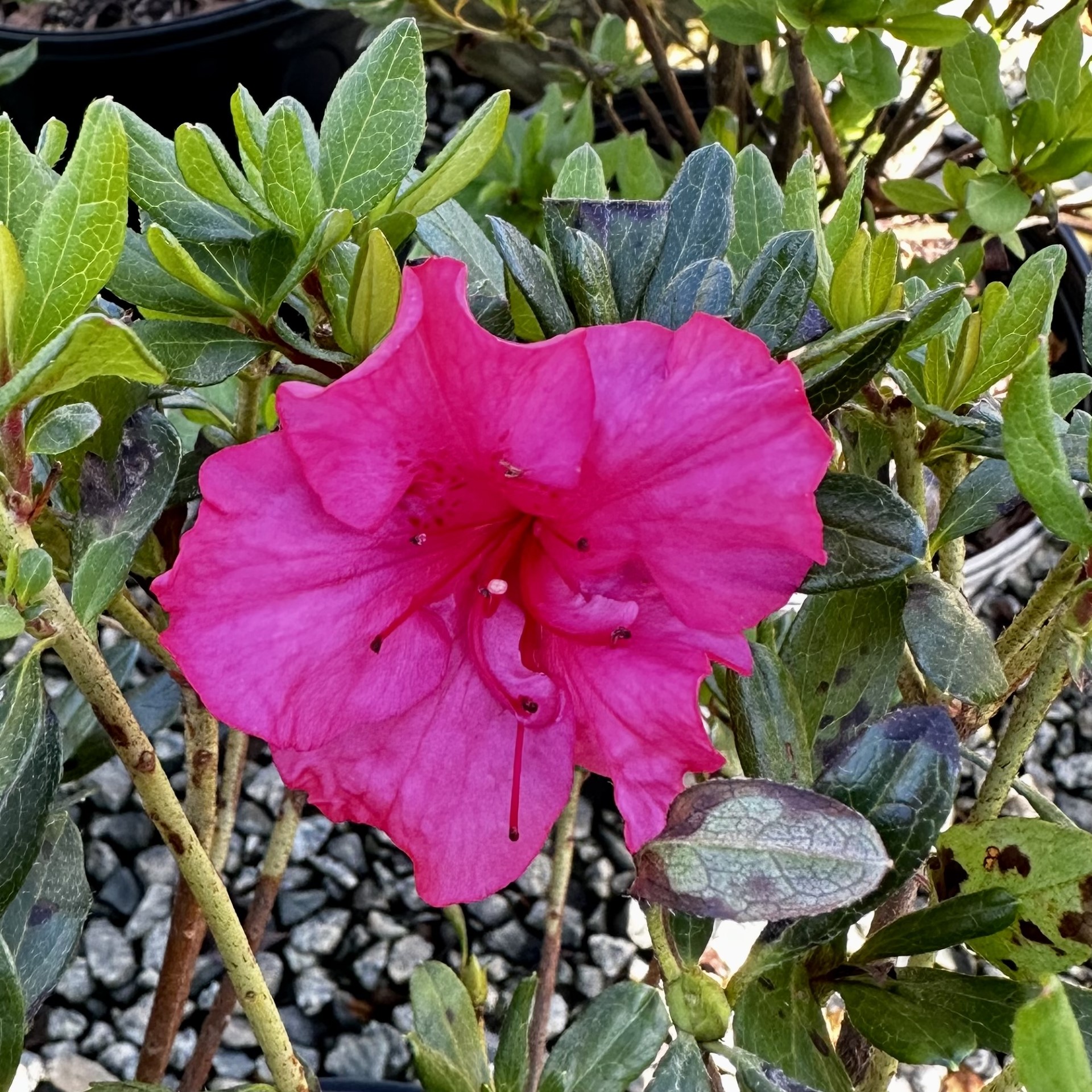 Azalea hybrida ‘Girard’s Rose’ | Piedmont Carolina Nursery