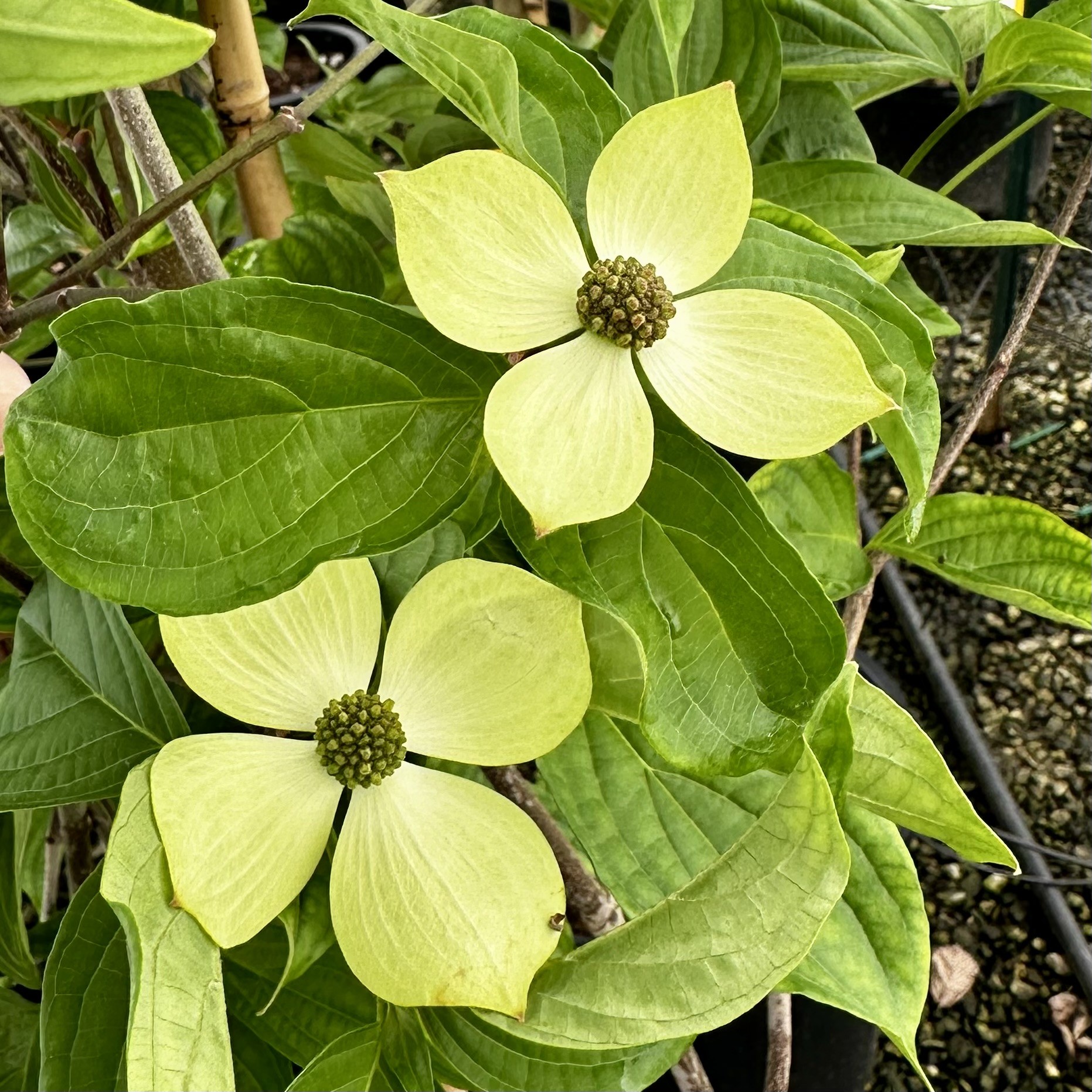 Cornus kousa x nuttallii ‘KN4-43’ Starlight® PP16293 | Piedmont Carolina Nursery