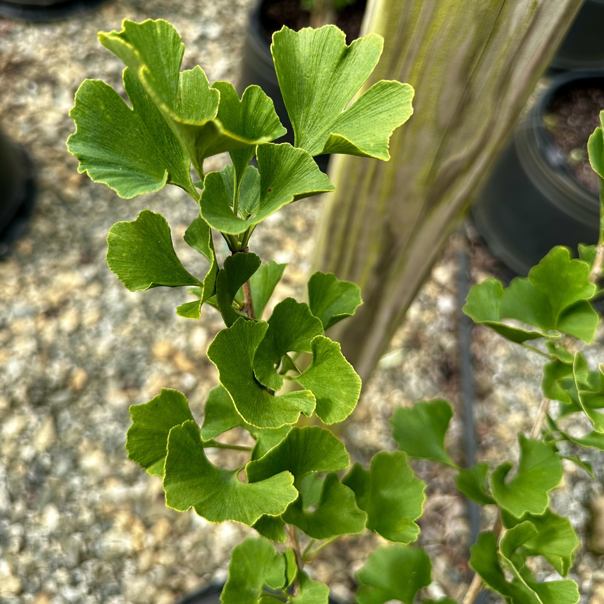Ginkgo biloba ‘Menhir’ Skinny Fit® PP24226 | Piedmont Carolina Nursery