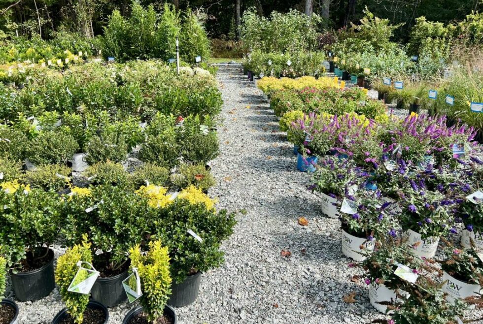 Tree & Shrub Farm Market | Piedmont Carolina Nursery